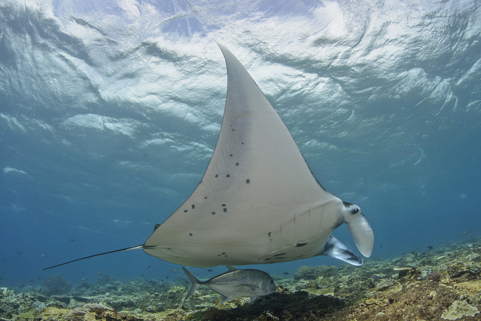 Mantas Of Komodo - The Breathtaking 1200 Mantas Of Komodo